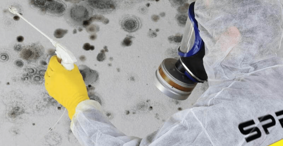 The Silent Menace: Understanding Mold Infestations - SpreadX Mold ...